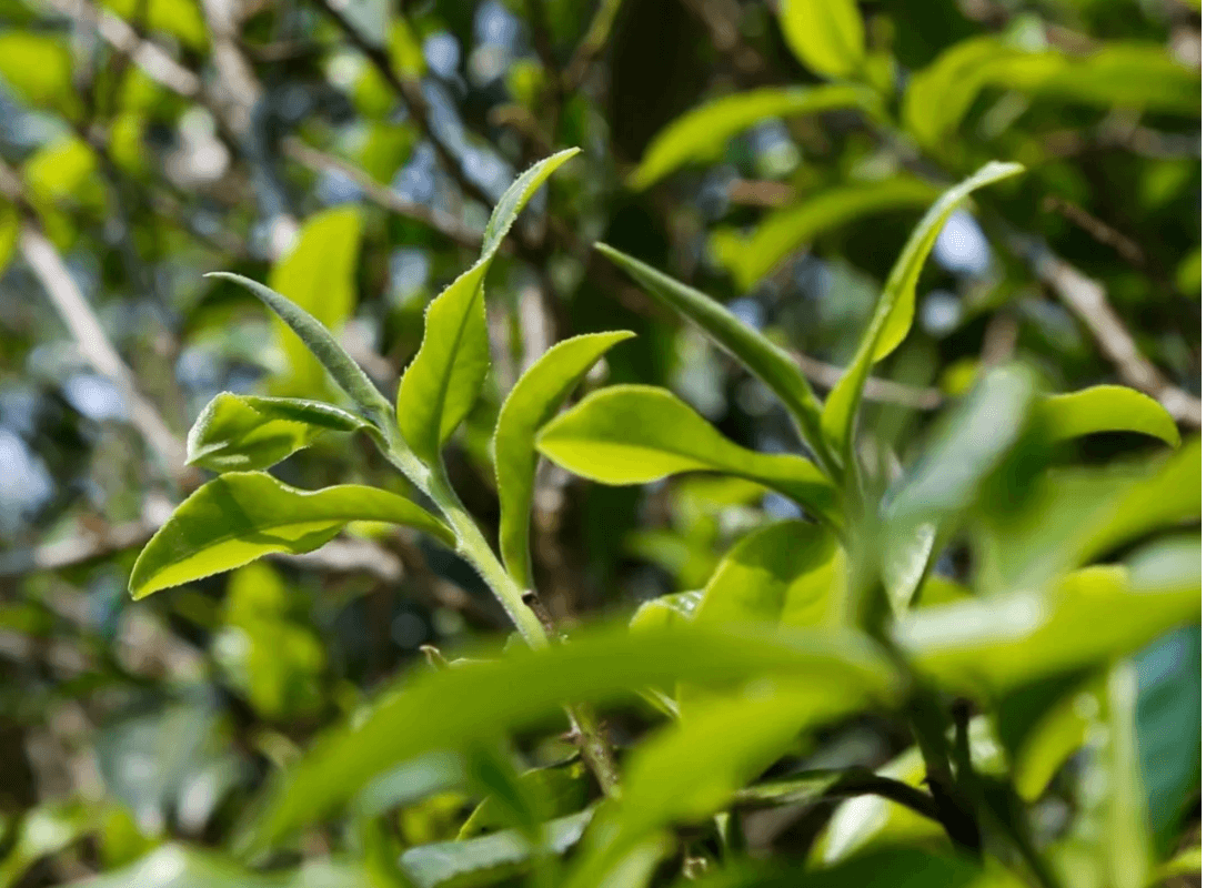 2020 Harvest Season: climate datas and production forecast – Eastern Leaves