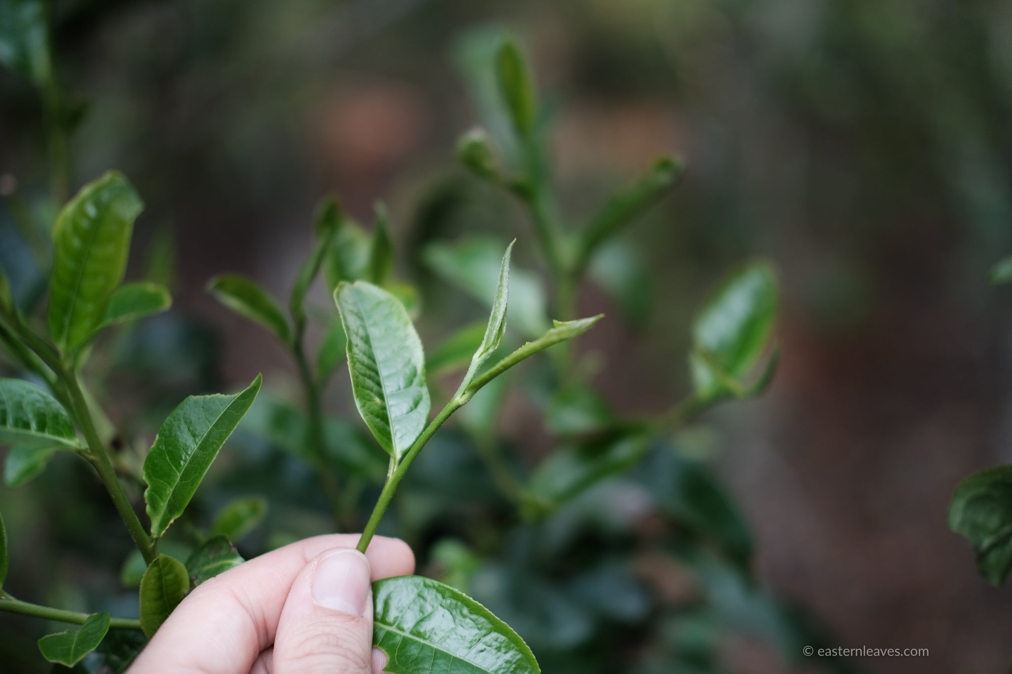 2022 Harvest: our experience – Eastern Leaves