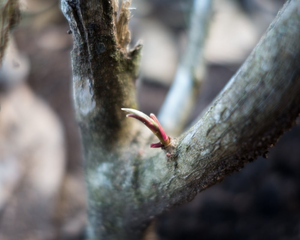 Gems. – Eastern Leaves