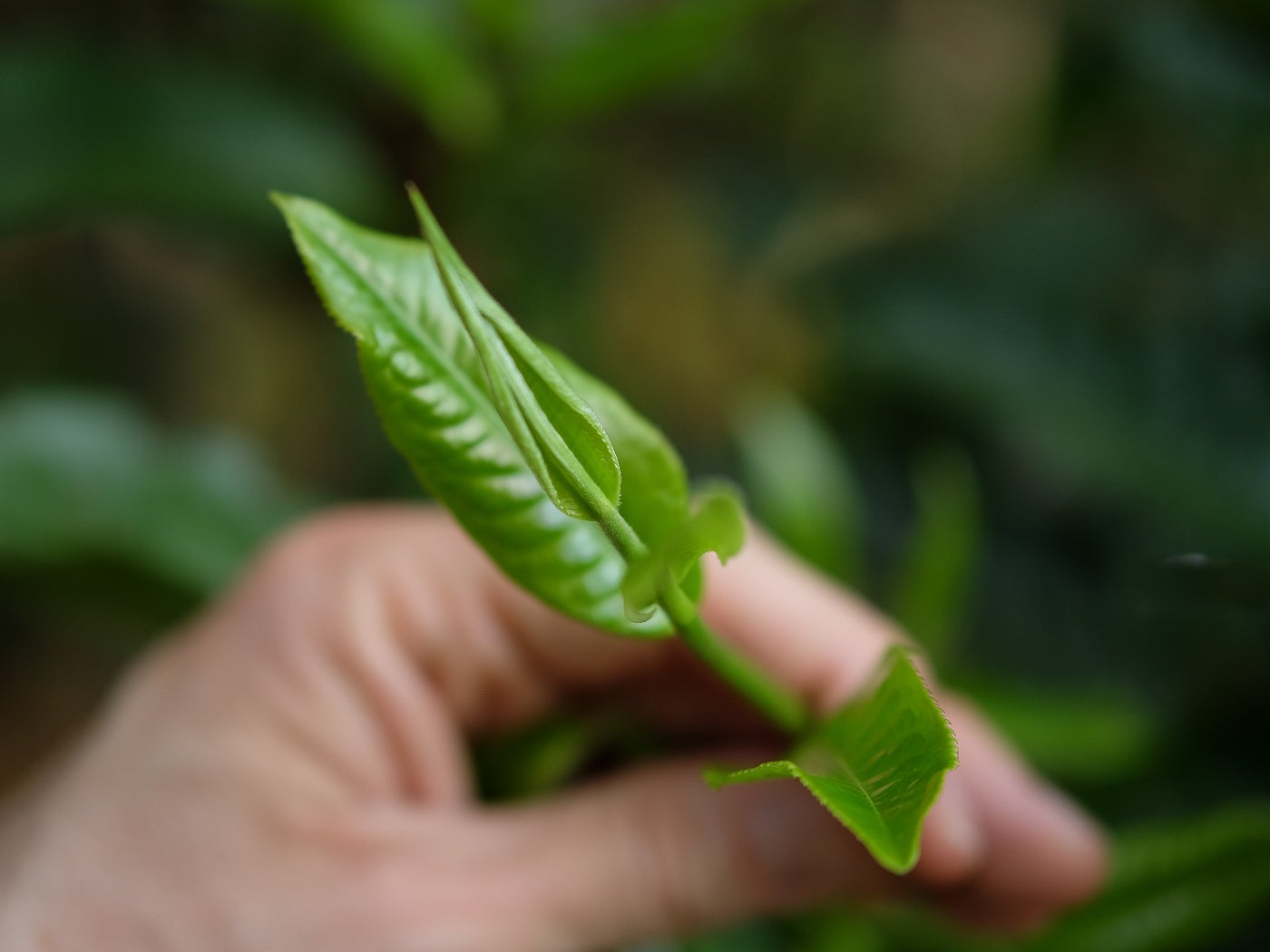 Harvest 2020: Bulletin – Eastern Leaves